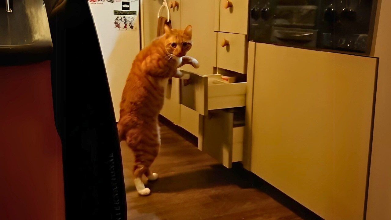 Unexplained orange cat behavior - YouTube