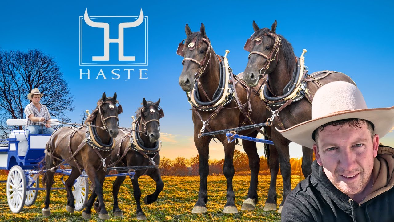 "Watch These Seasoned Percheron Draft Horses Work Like Pros!" - YouTube