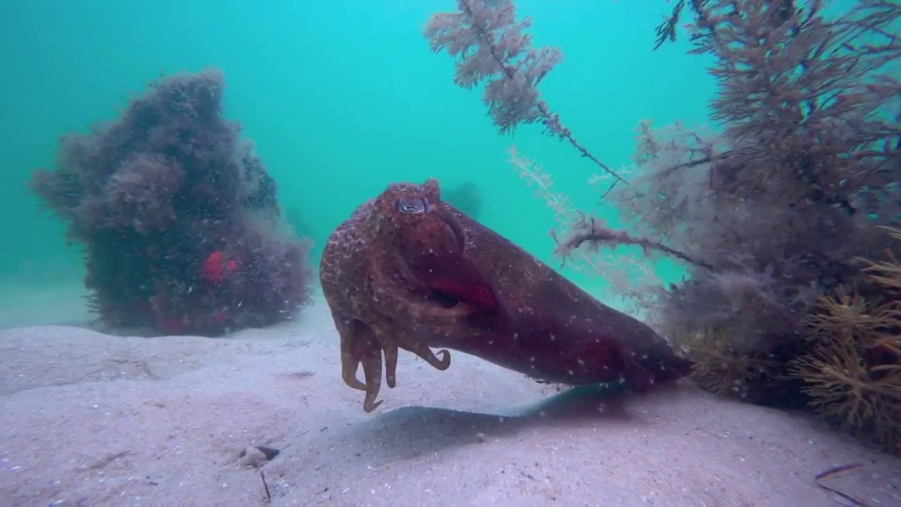 Attacking Cuttlefish Feeding scenarios - YouTube