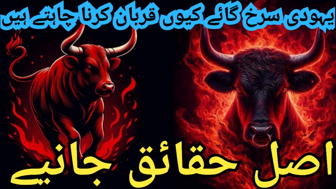 The truth about the Israrel's Red Heifers _ Israel Sacrificing Red ...