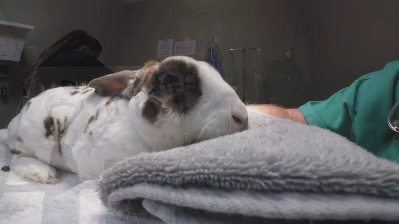 RABBIT PRESENTED FOR DROOLING AND DIFFICULTY EATING NEEDS SOME DENTAL ...