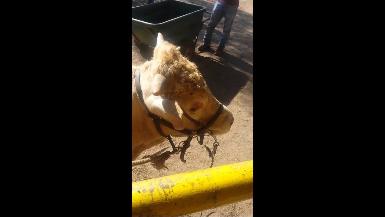 Toro enano borracho - YouTube