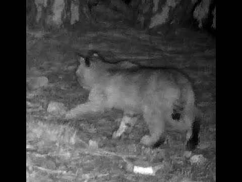 Bobcat Wildcat Hills Nebraska 3 26 23 1013pm - YouTube