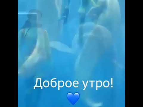 delfinlerin gozel reksi😍