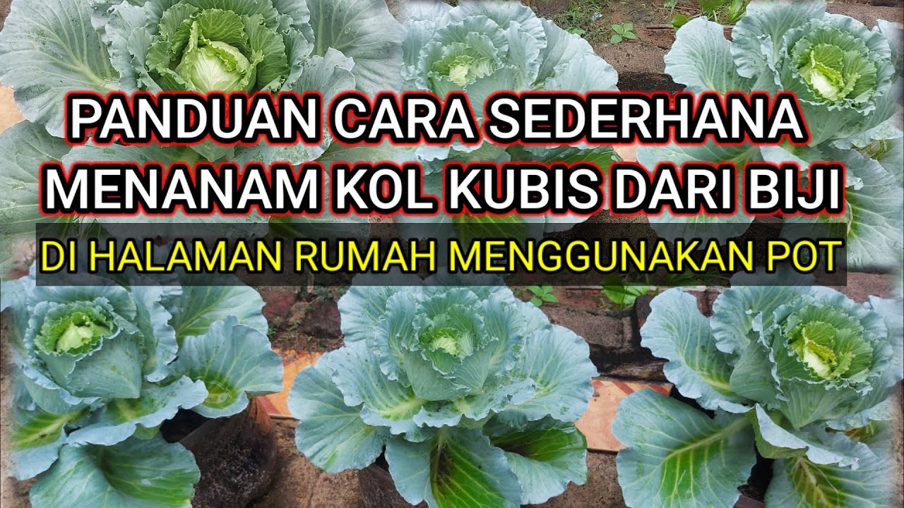 Panduan lengkap cara menanam sayuran kol kubis dari biji sampai panen # ...