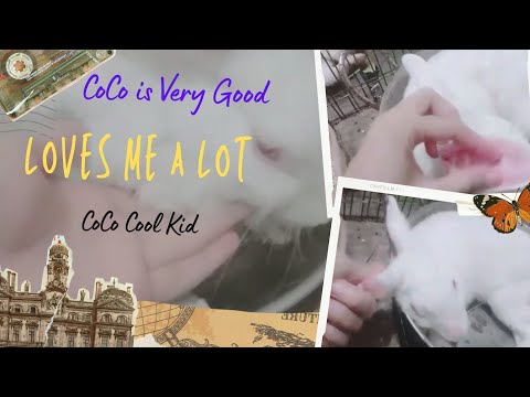 I adore Coco, doesn't need anything else if he caress #viral rabbit love new YouTube video #status