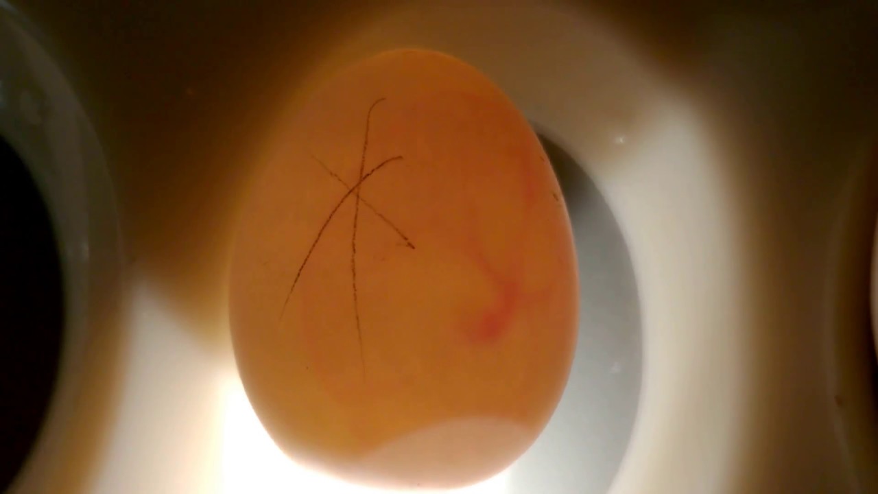 Fertile Golden Conure egg at 6 days - YouTube