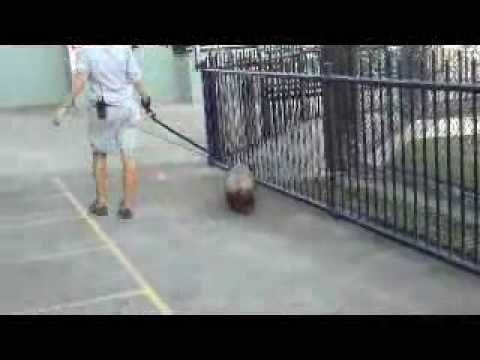 walking a wombat at australia zoo - YouTube