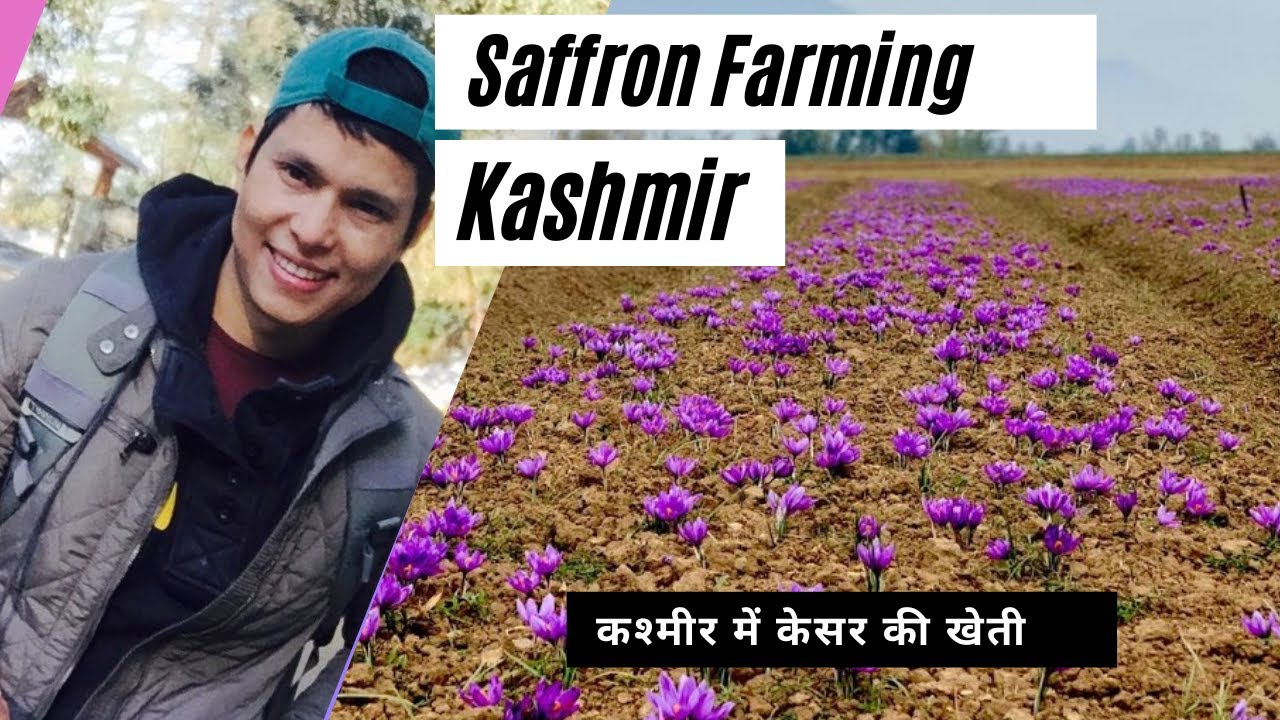 Saffron Farming in India | Kesar Ki Kheti Kashmir mai | First YouTube ...