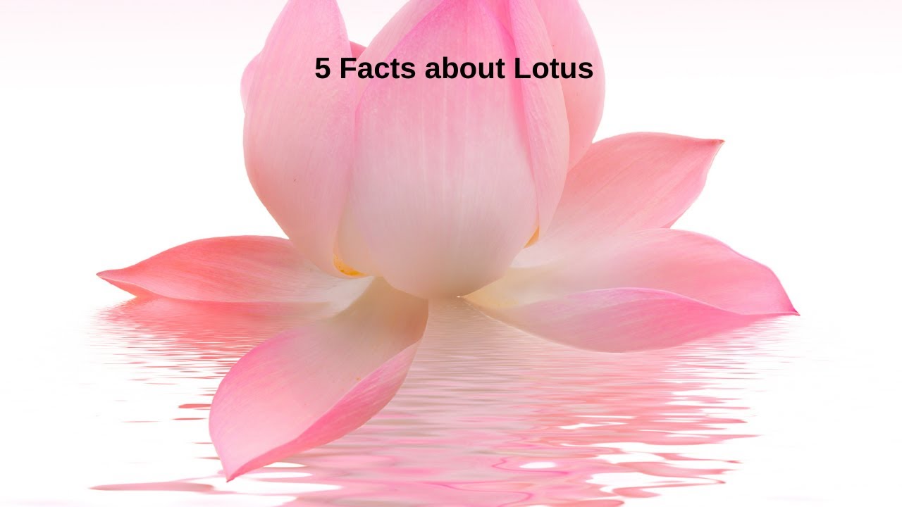 5 Facts about Lotus - YouTube