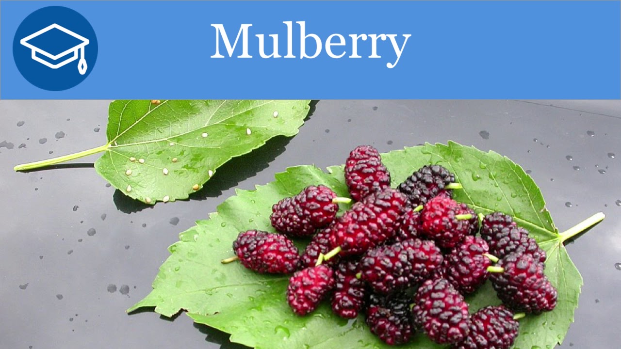 Mulberry English | Learn English - YouTube