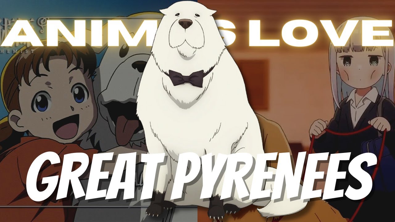 Anime Makers Loves Great Pyrenees Dog Breed - YouTube