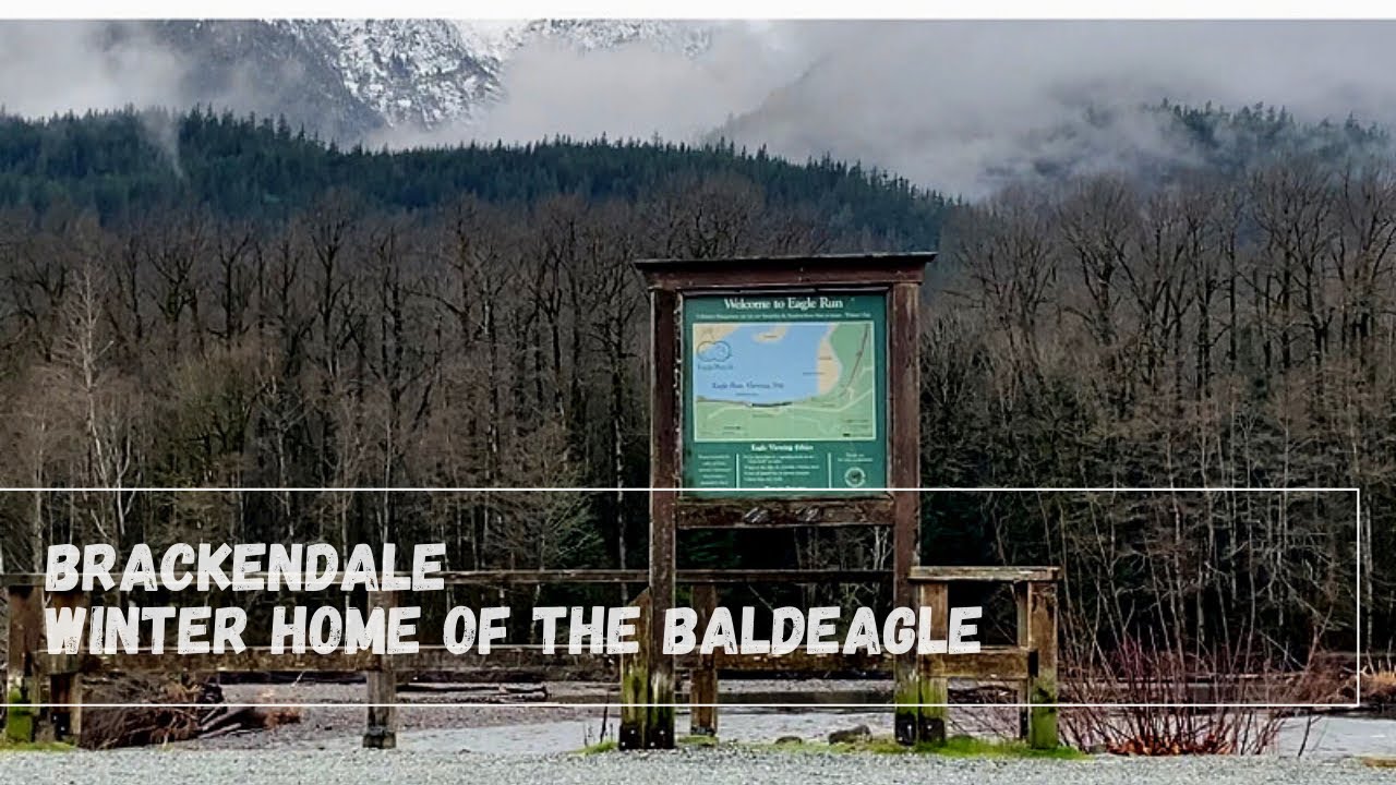 Checking out eagles in Brackendale - YouTube