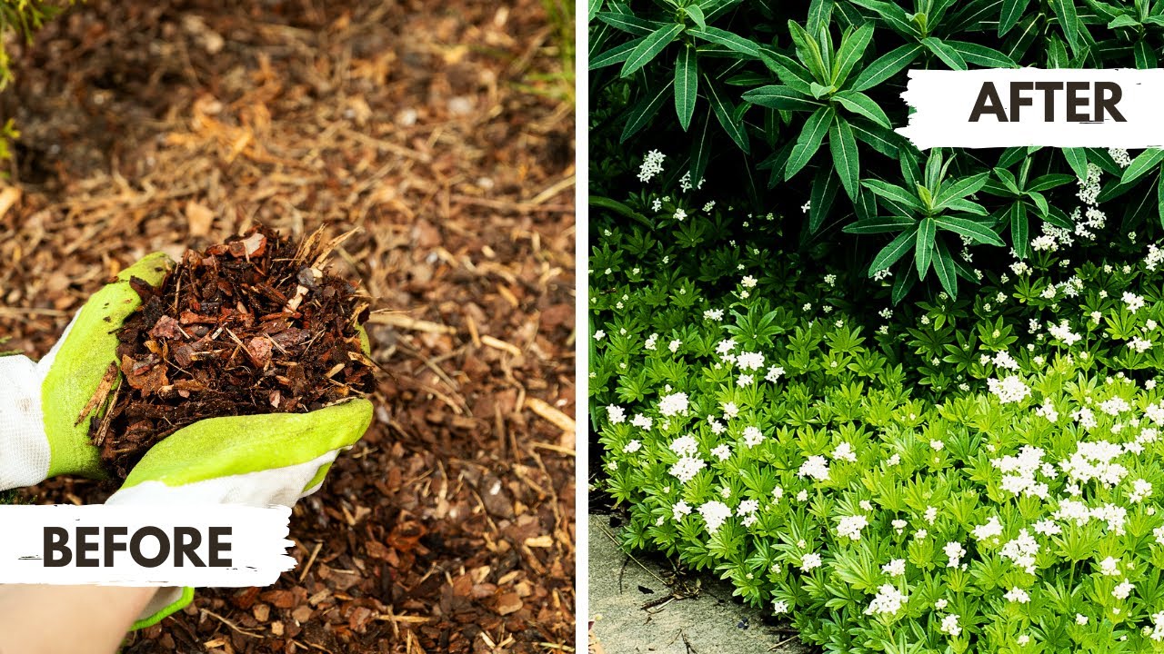 10 Groundcover Plants That Replace Mulch 🌿 - YouTube