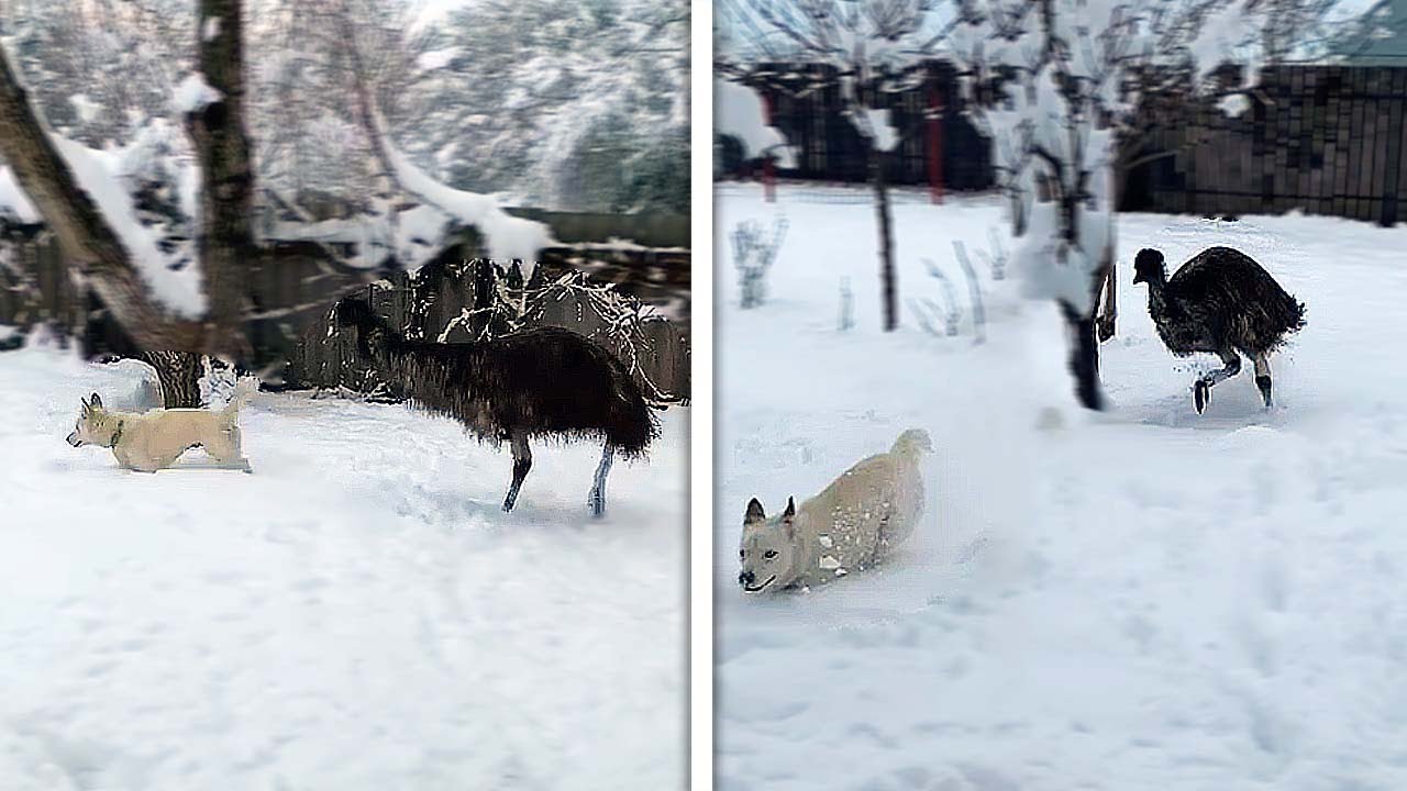 EMU VS DOG | Incredible animal encounters - YouTube