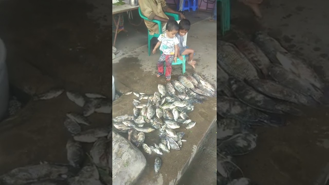 mettur dam fishing - YouTube