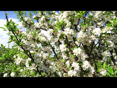 delal   M  arifê cizîrî