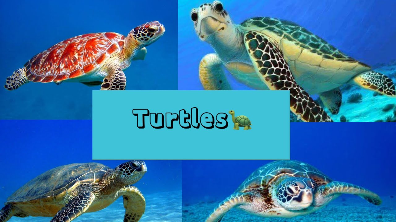 All about turtles 🐢 - YouTube