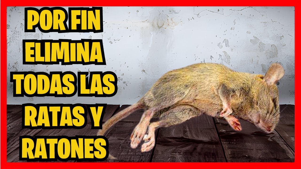 Como ELIMINAR DEFINITIVAMENTE las RATAS y RATONES de nuestro Hogar ...