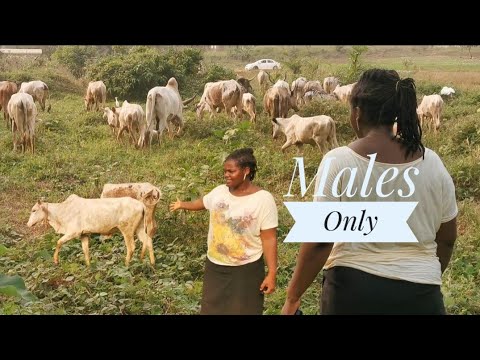Profitable Cattle Rearing Business In Ghana | Frenat Farms - YouTube