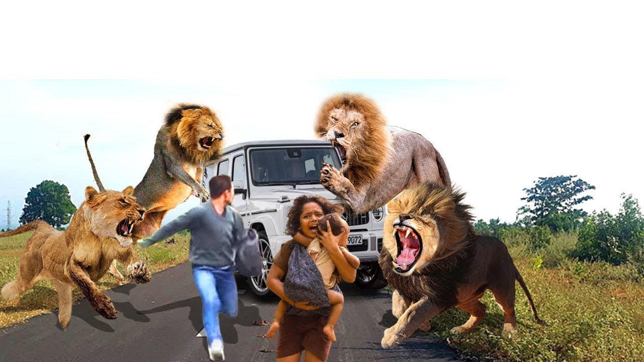 OMG !!! Angry wild animals attack passersby - Lion - Tiger - Crocodile ...