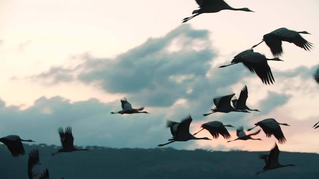 Northern Israel's Hula Valley - YouTube