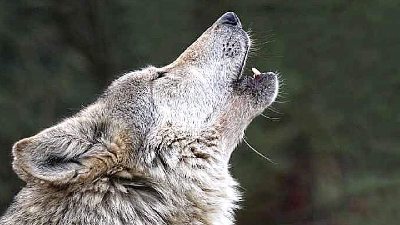 Você já ouviu um LOBO UIVANDO? Confira! É um SOM assustador! - YouTube