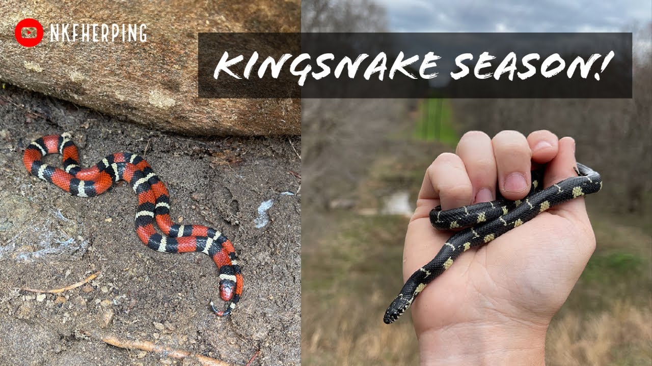 Juvenile Eastern Kingsnake