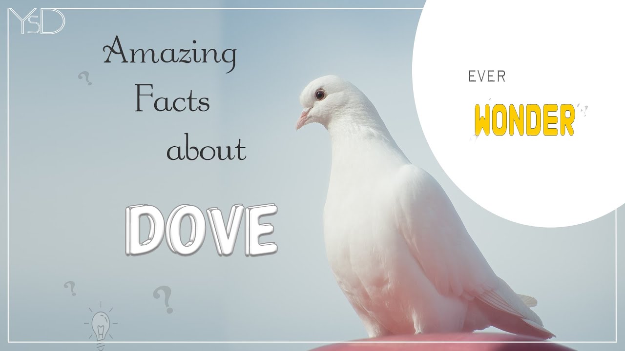 Amazing Dove Facts & Interesting facts about Dove | పావురం🕊 - YouTube
