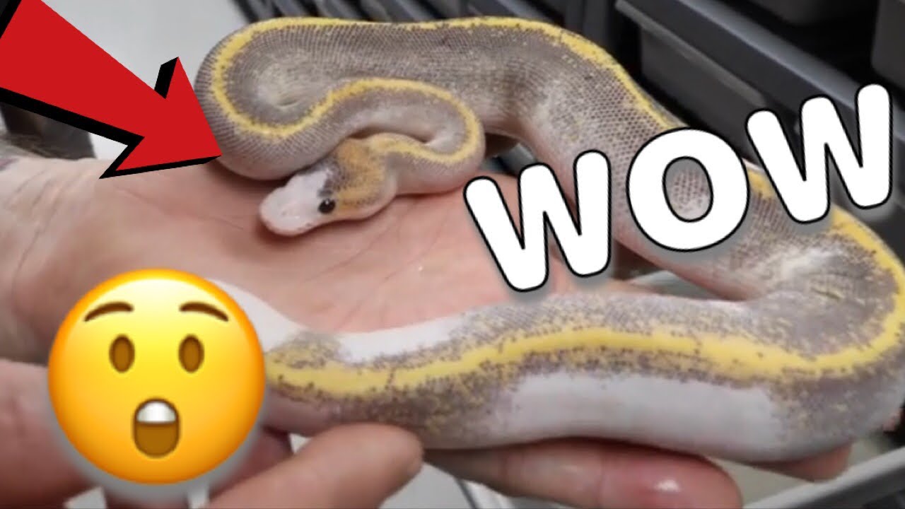 AMAZING SNAKES AT MUTATION CREATION ! - YouTube