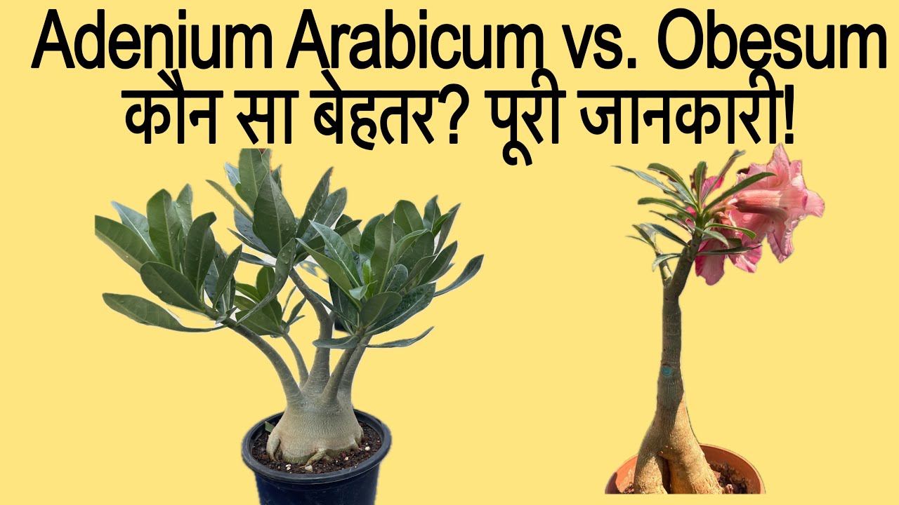 Adenium Arabicum vs. Adenium Obesum – कौन सा बेहतर है? पूरी जानकारी ...