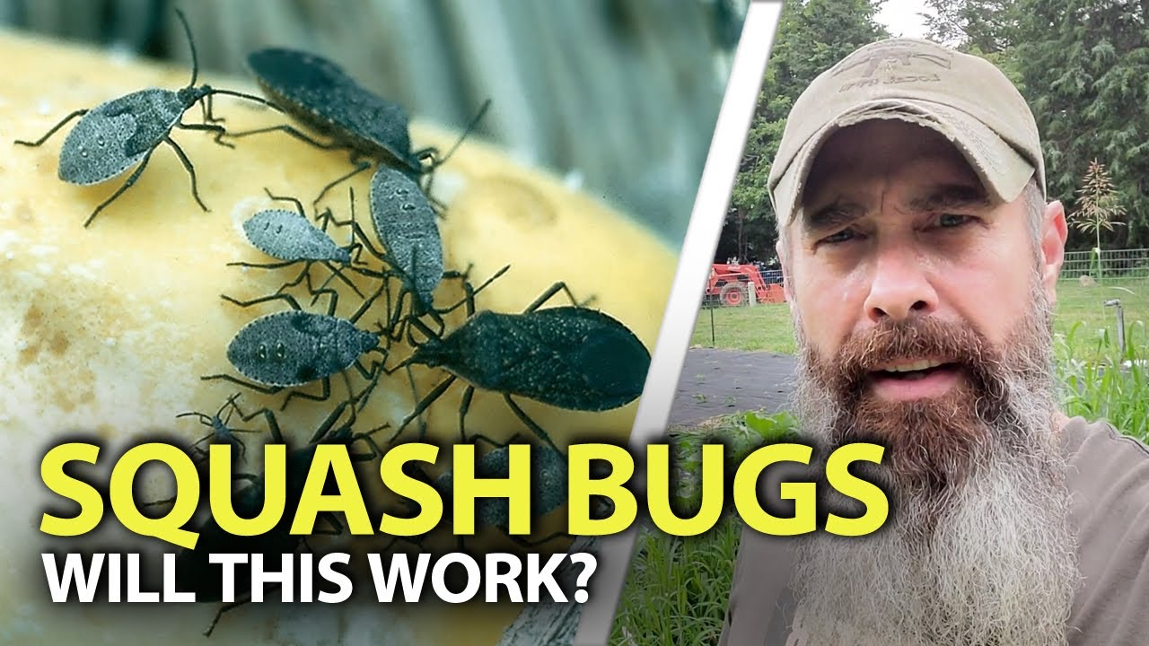 Can I Defeat The Squash Bugs? - YouTube