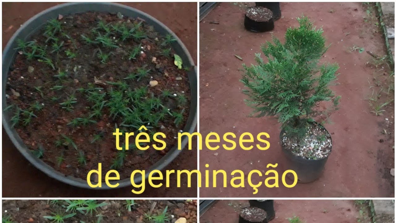 #como estão as mudas de Pinheiro depois de três meses - YouTube