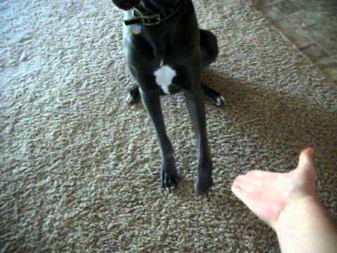 Great Dane tricks!