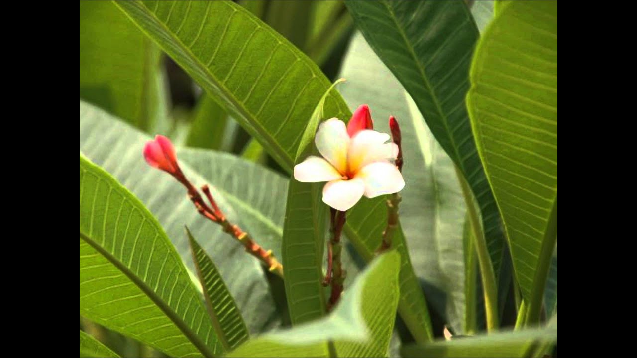 FLOR DE ZUCHIL - YouTube