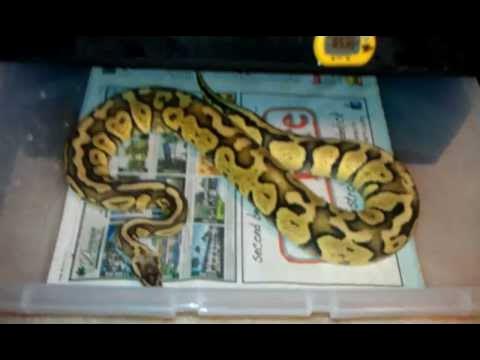 My first ball python collection video - YouTube