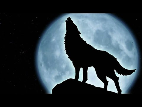 SUPER QURD🐺ŞƏKİLİ ÇƏKMƏK👍
