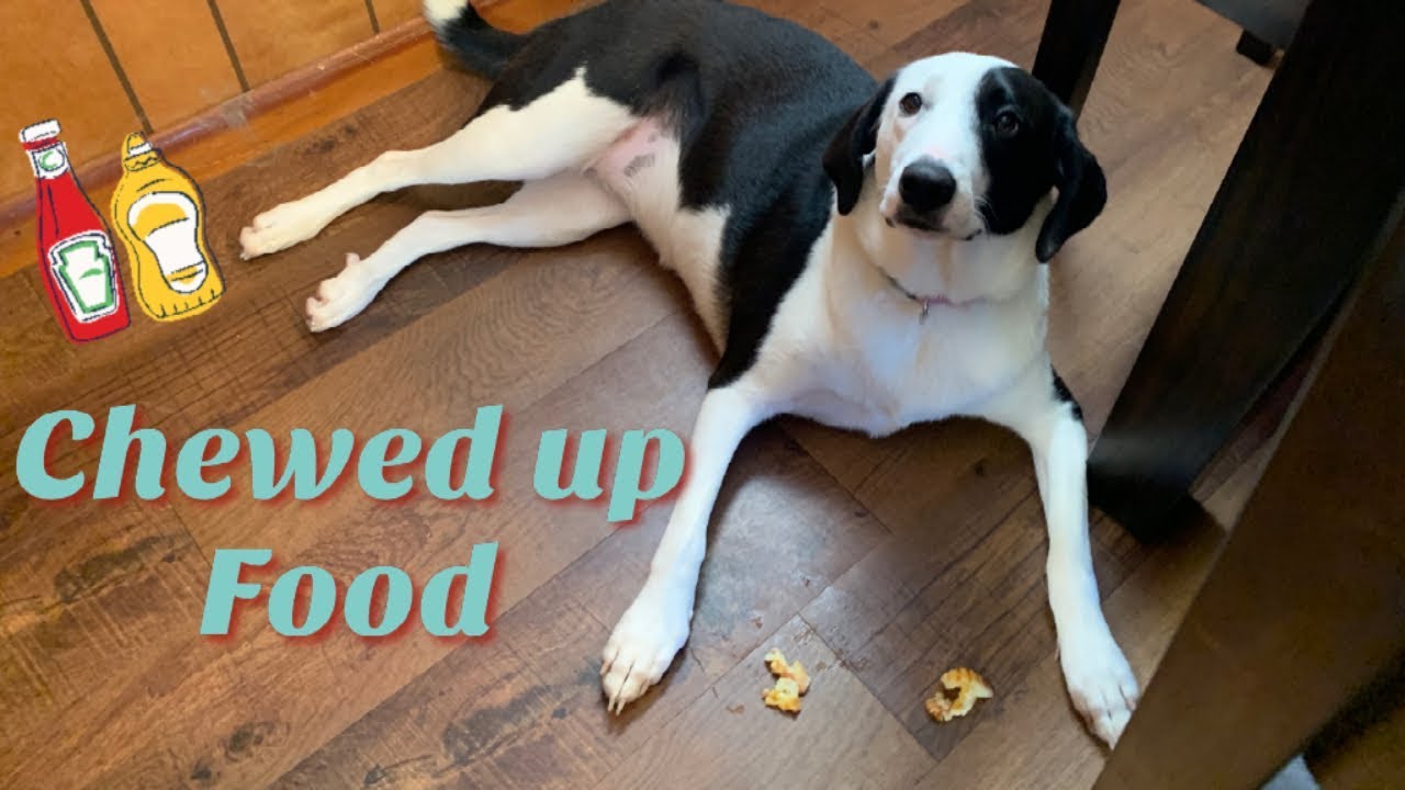 Callie spit her chewed up food out 😯 - Day 50 - YouTube