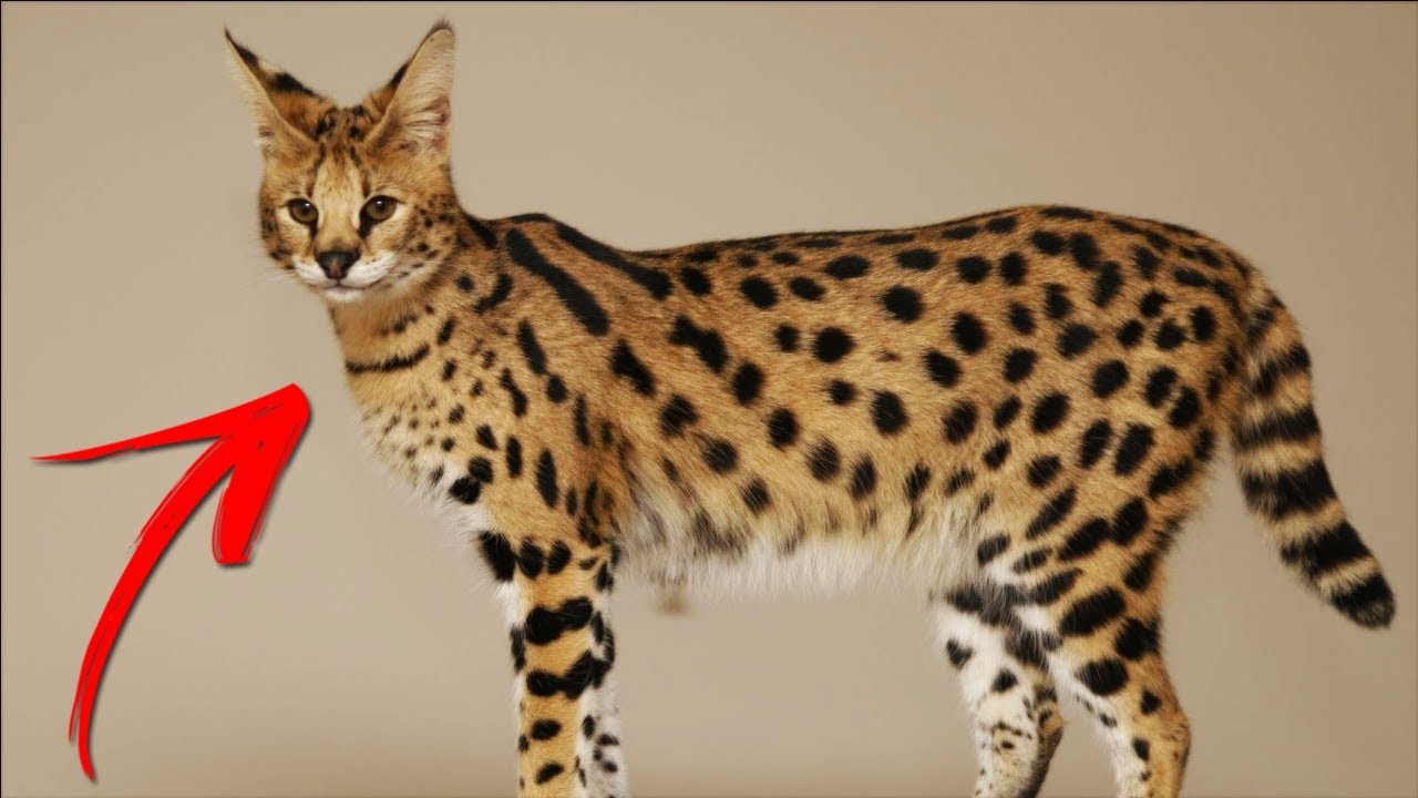 OS GATOS MAIS RAROS DO MUNDO - YouTube