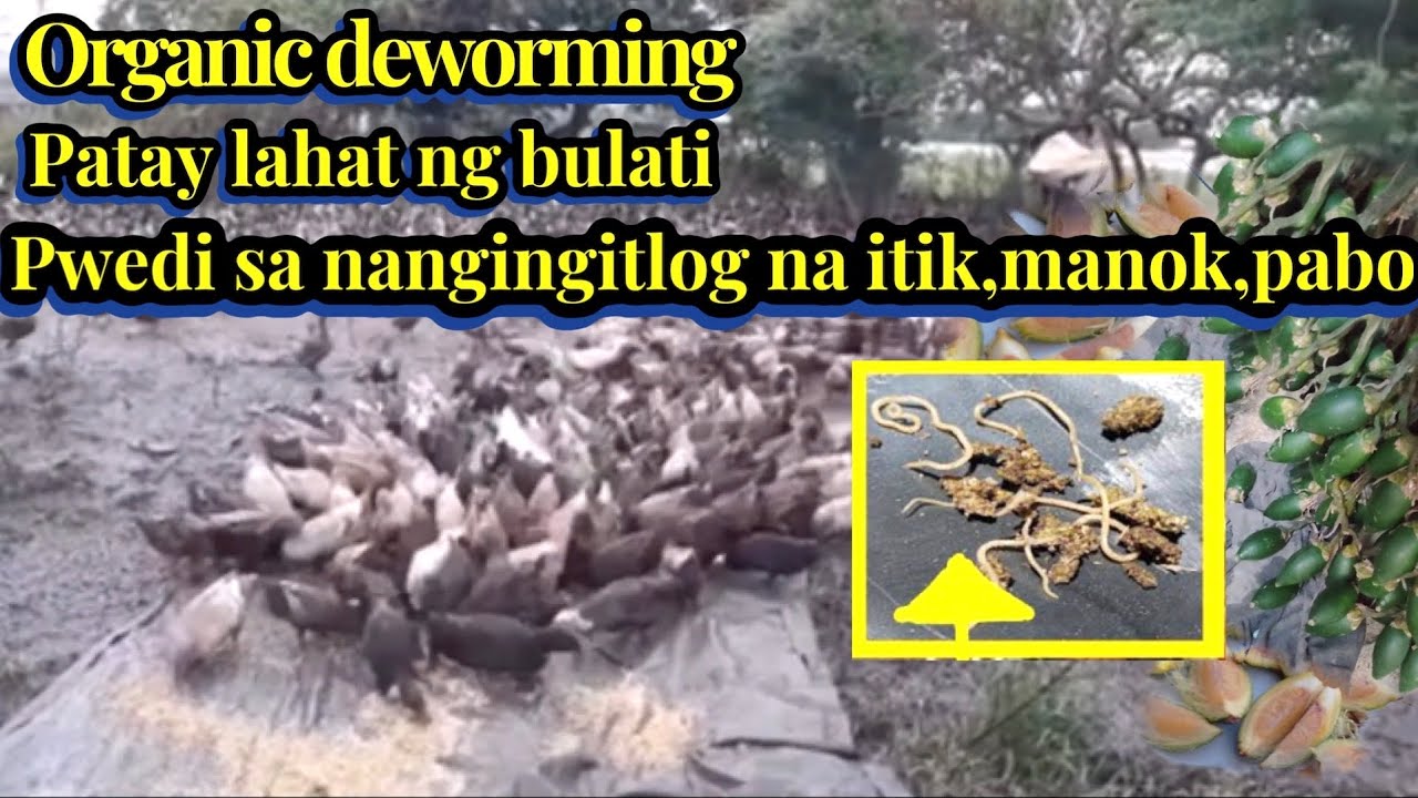 Organic deworming, patay lahat ng bulati | pwedi sa nangingitlog na ...