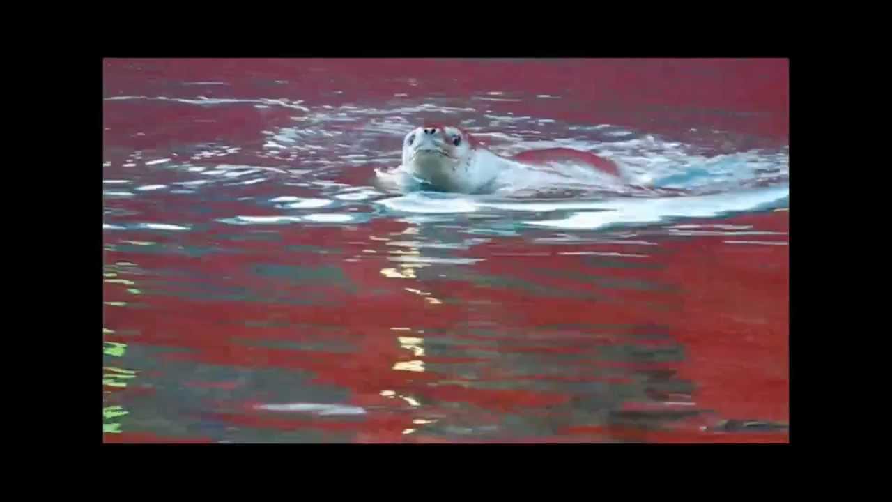 A Curious Leopard Seal, including underwater footage - YouTube