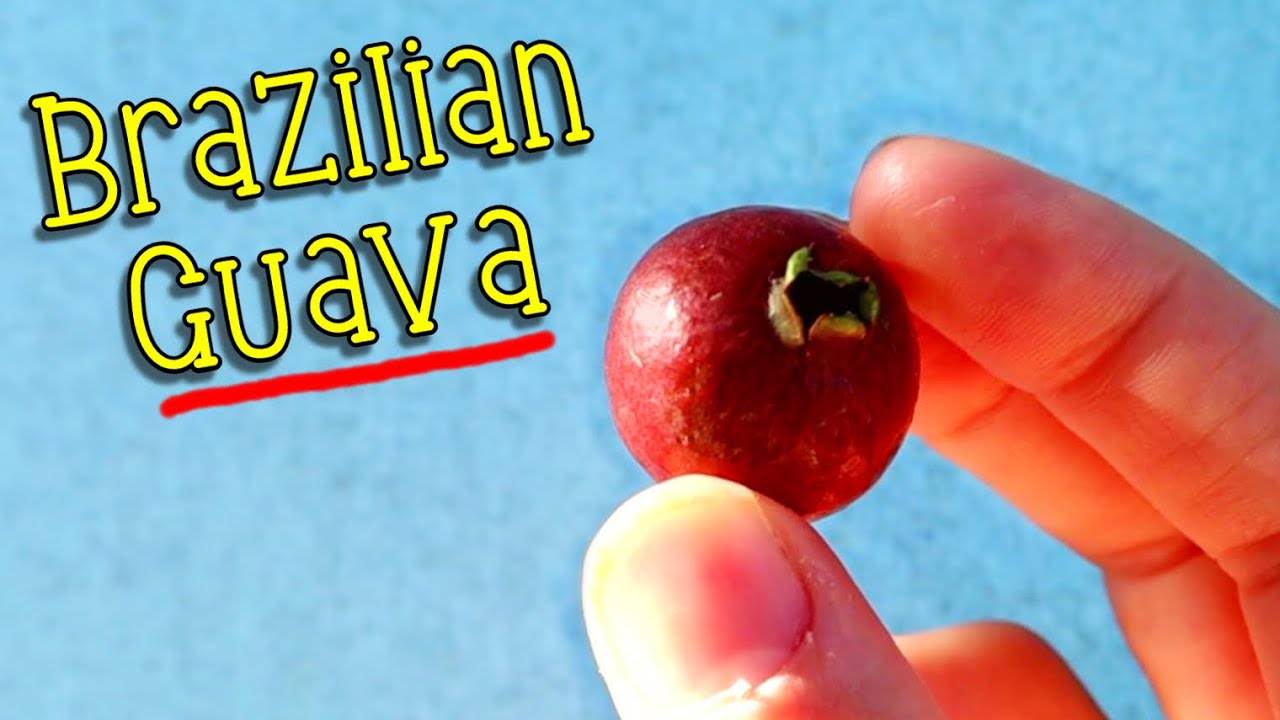 Brazilian Guava - Finding Fruit in Unexpected Places - Weird Fruit ...