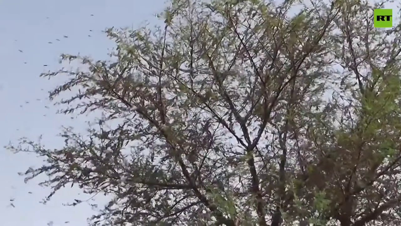 Locust Swarms Pakistani Crop Destroyed By Insect Infestation - YouTube