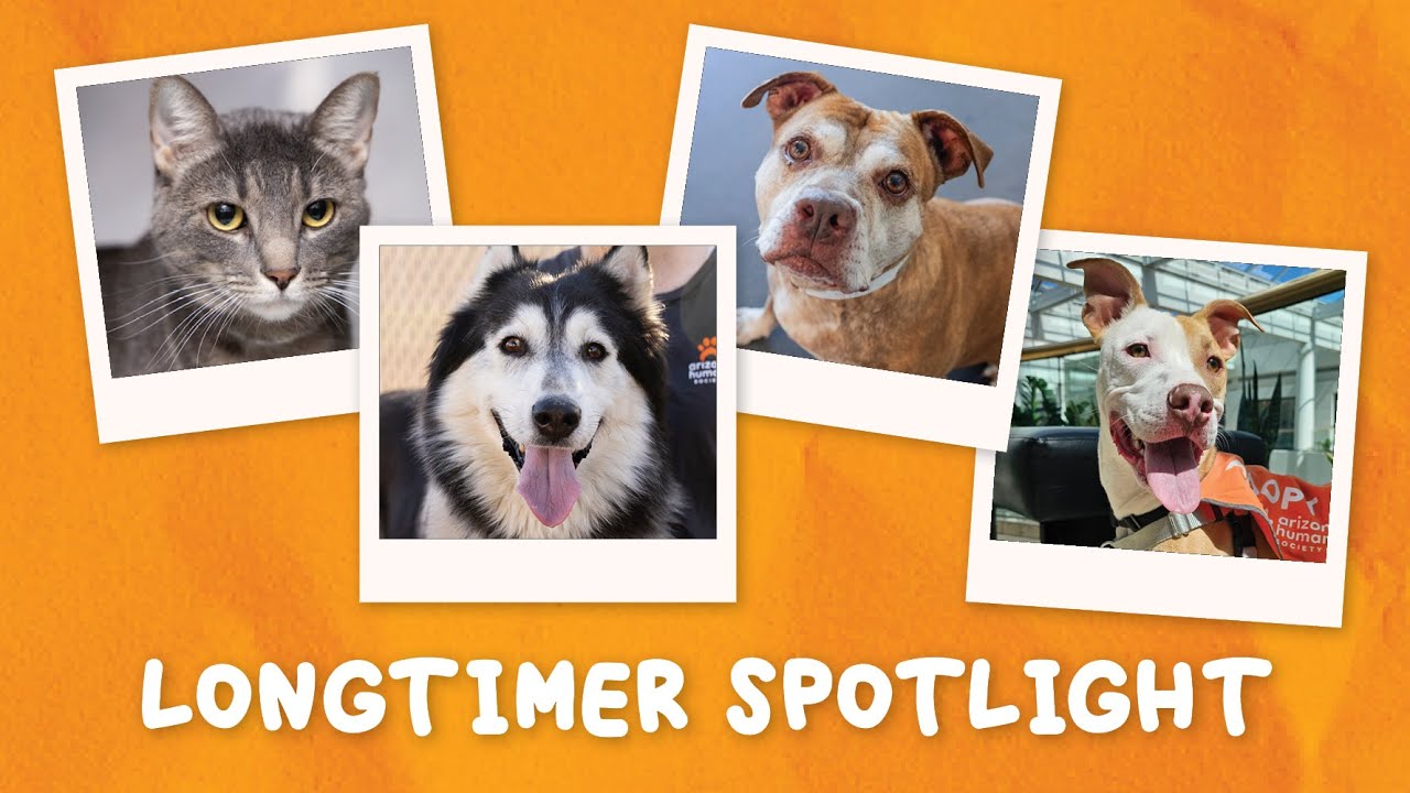 Too Cute to Handle: These Pets Are Ready to Go Home With You! - YouTube