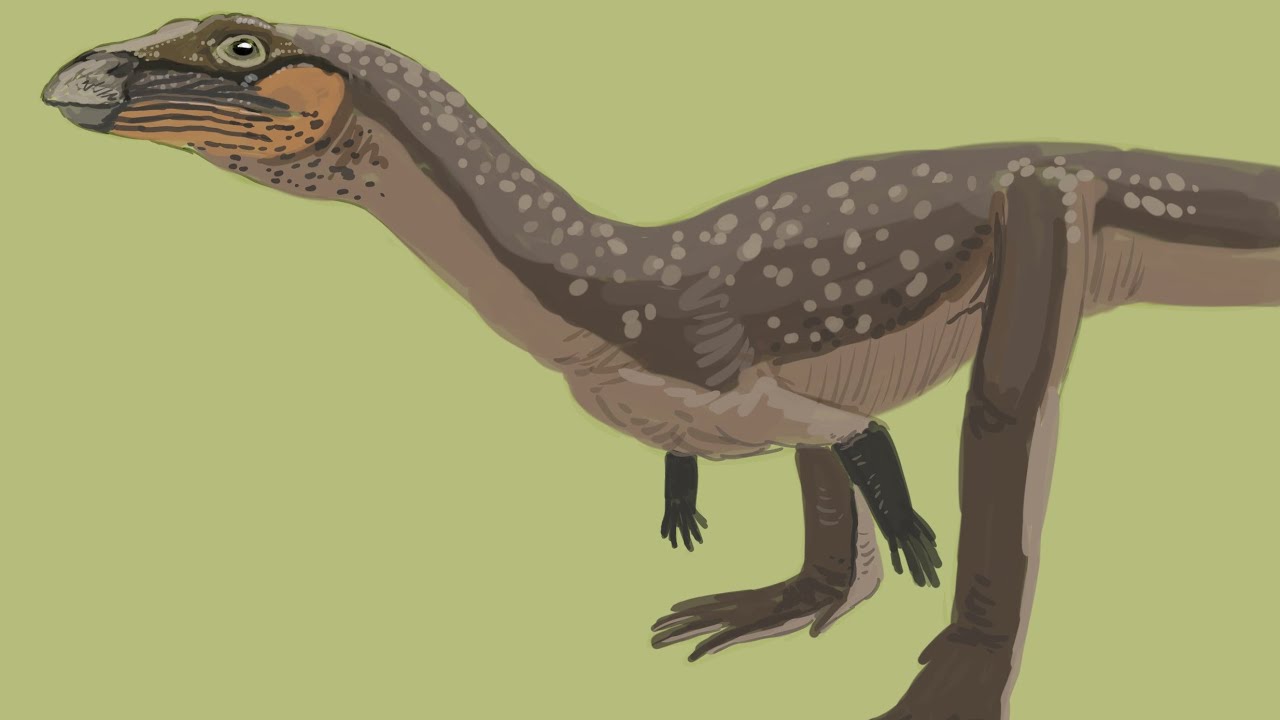 Effigia - Evolución Convergente - PaleoPedias 🇲🇽🇺🇲 - YouTube