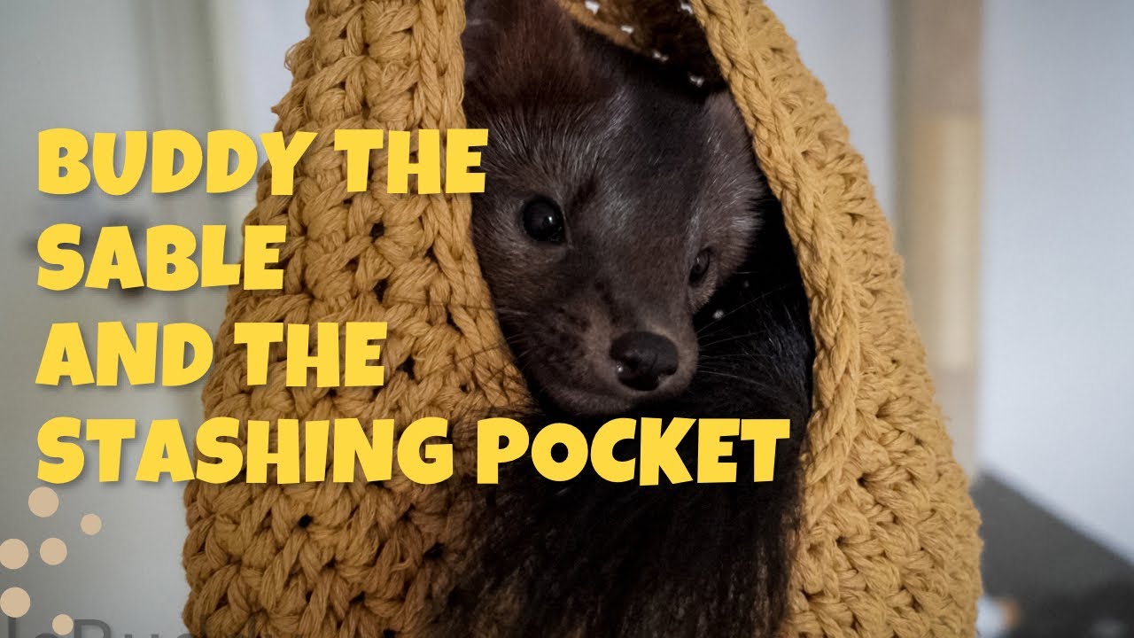 Buddy the sable and new stashing pocket - YouTube