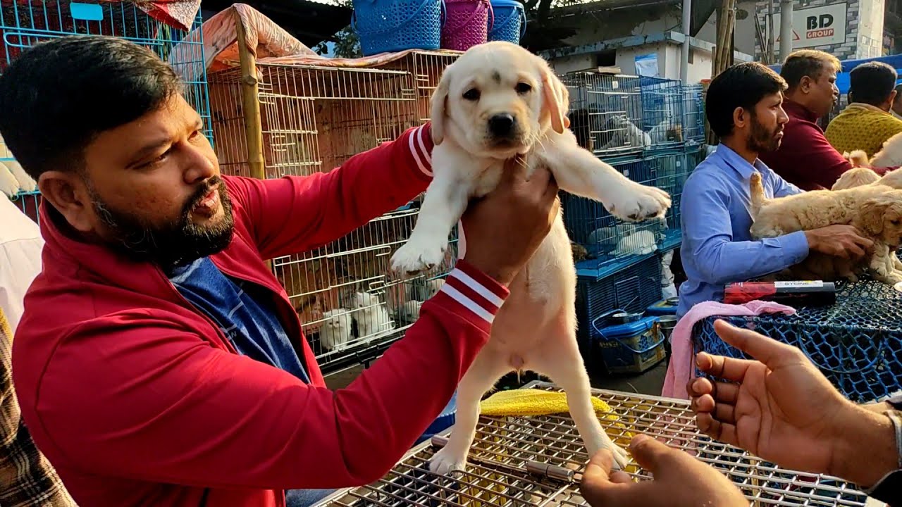 Galiff Street Pet Market Kolkata | dog market in kolkata | Dog Price ...
