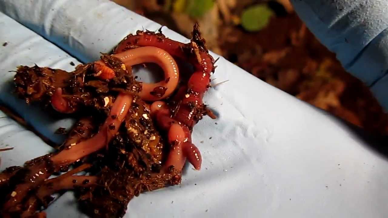 WORMS MATING: 2 Worms In My Flow Through Bin Doing Their Thing - YouTube