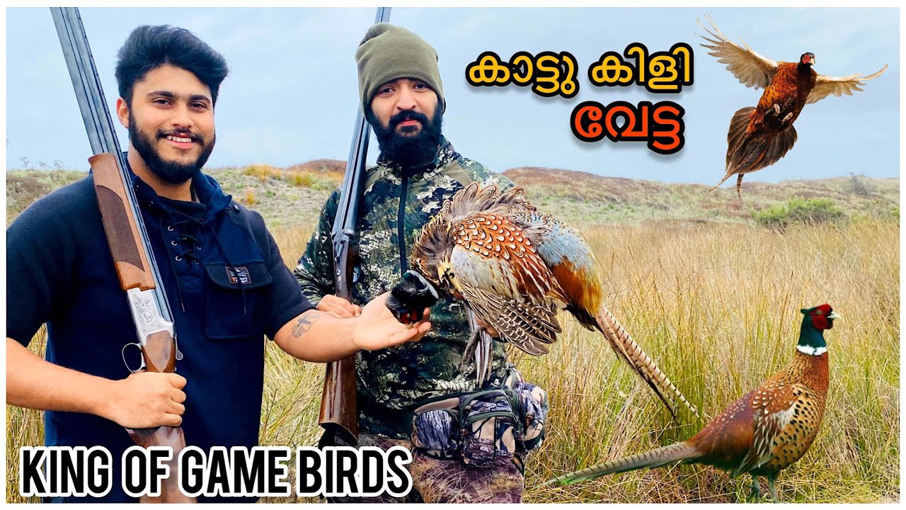 വെടിവെച്ചിട്ട കാട്ടു കിളികൾ , താമരകോഴി , PHEASANT HUNTING , BEST ...