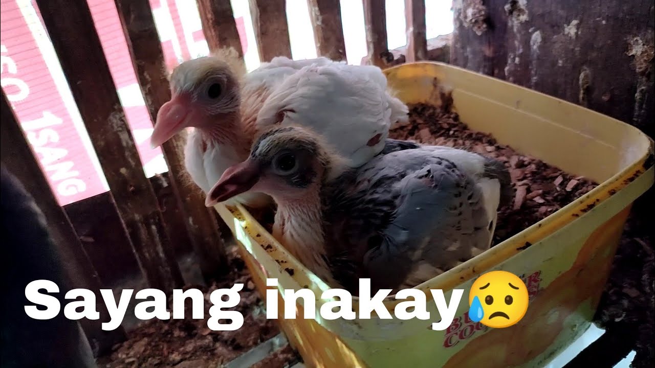 NANAKAW ANG Cookies n Cream LINE NATIN🥺 - YouTube